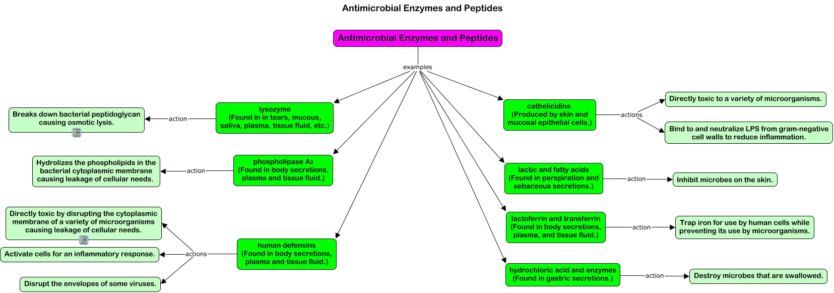 answers_antimicrobial peptides and enzymes.cmap.html